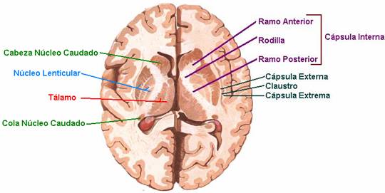 Ciencias biológicas: Anatomia e histología del cerebro