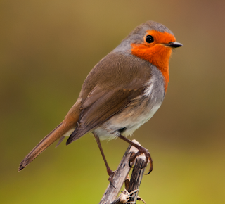 Most Common Wildlife Garden Birds