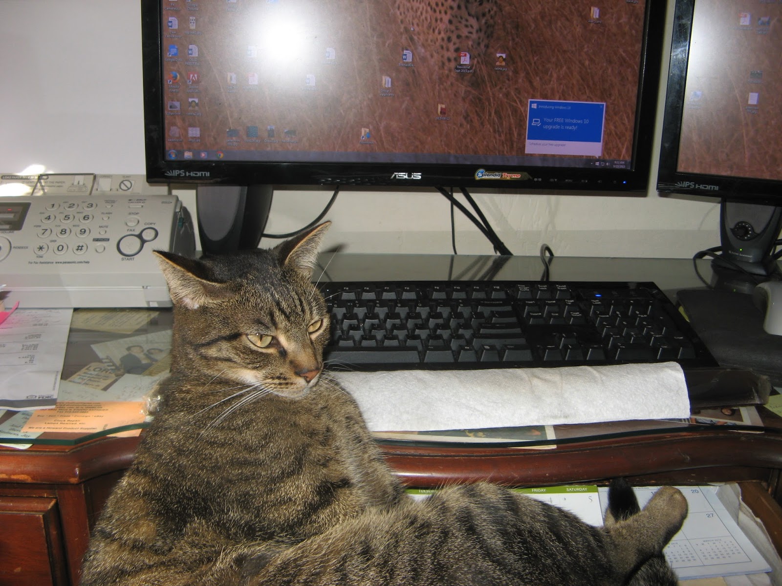 TRAVELS (and more) WITH CECILIA BRAINARD: Pictures: Cat at My Desk!