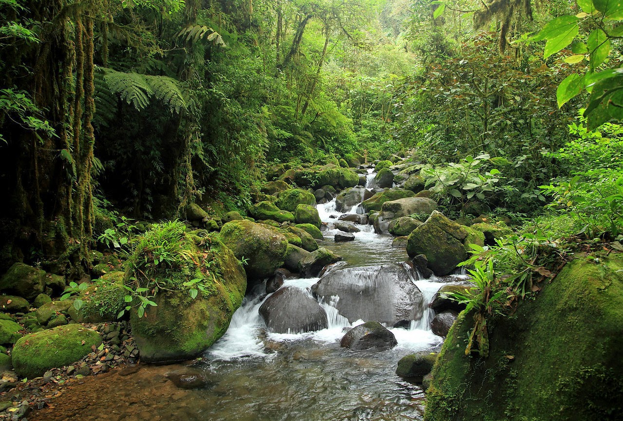 Concurso de Fotográfico/Vida Silvestre/Reserva Biológica Alberto Manuel ...