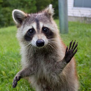 RAKUNI ( RACCOON ),predivni i nestašni rakuni uveseljavaju nas svojim ...