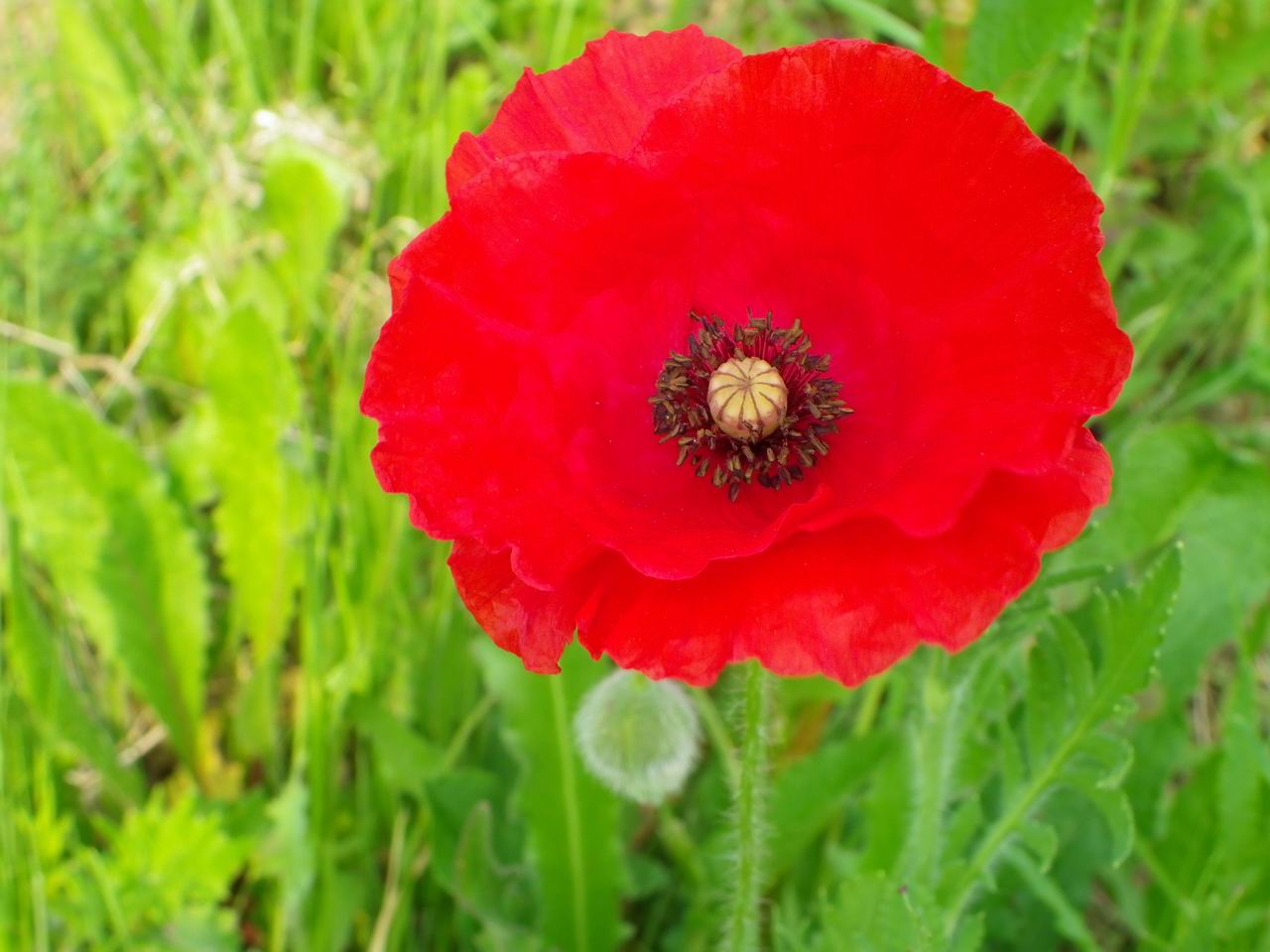 Le coquelicot