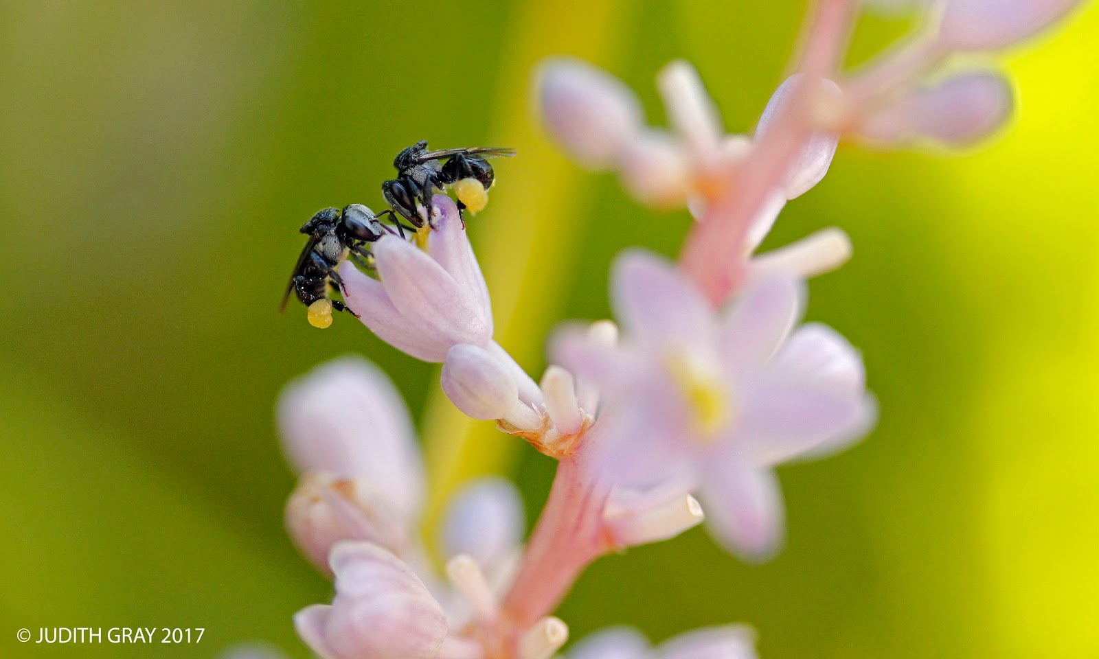 Stingless Bees Trigona carbonaria