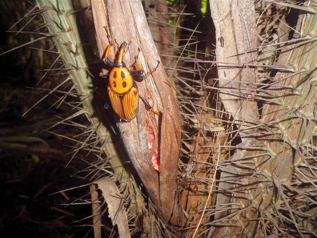 Hewan Hama di Kebun Salak | Salak pondoh