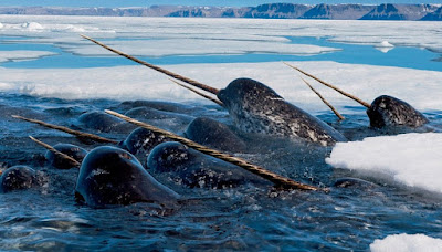 Animales: Animales: Narval