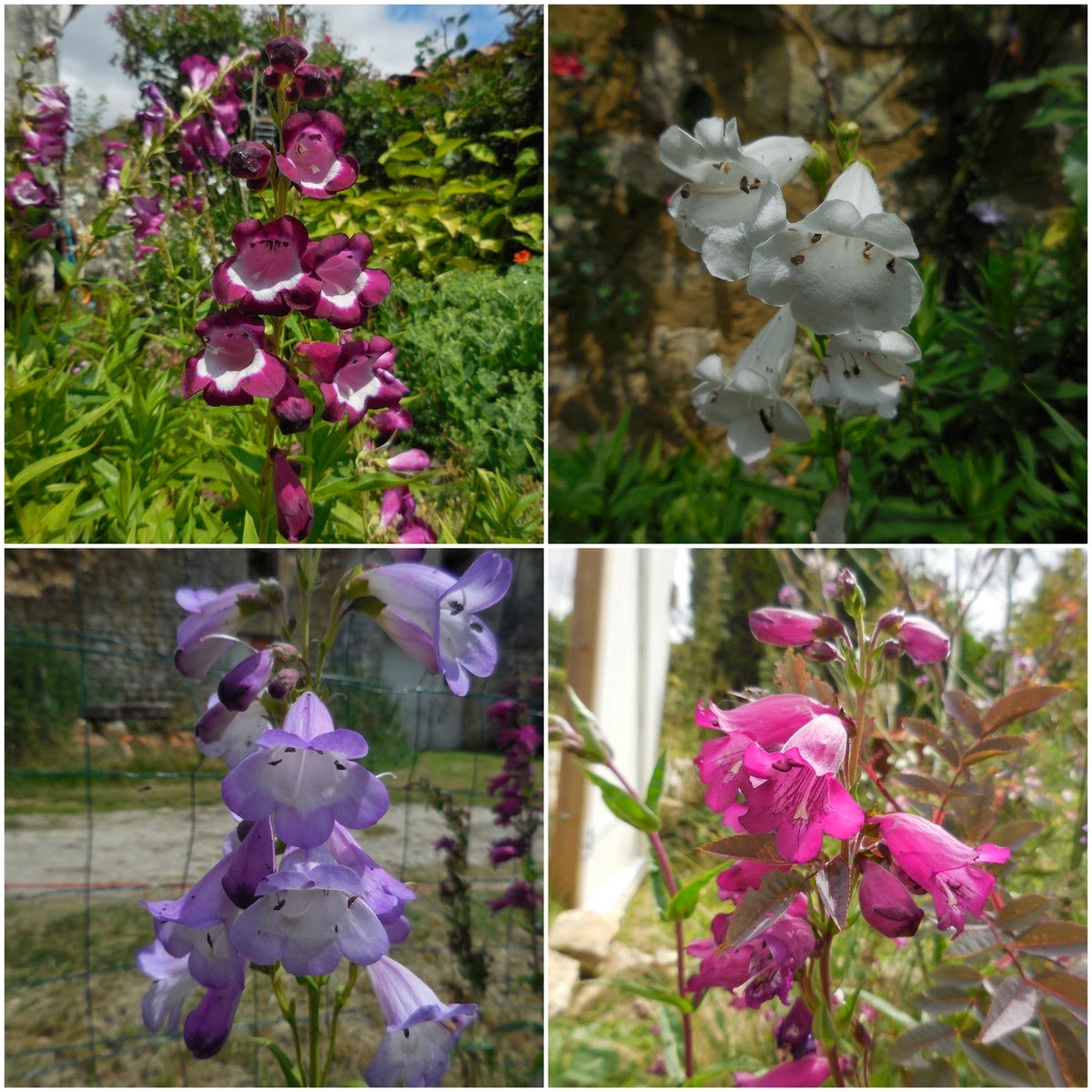 Cagouille's Garden : Floraisons estivales