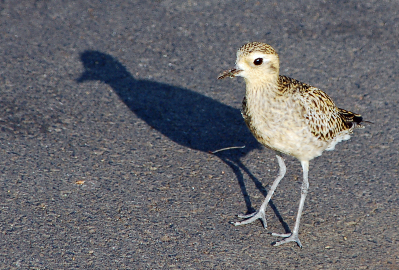 Can it happen here?: Saturday scenes and scenery: Hawaiian birds