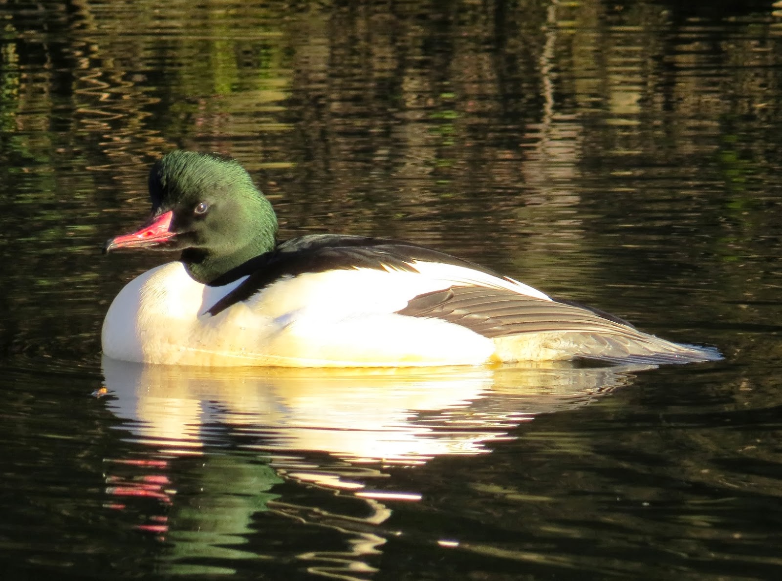 Dannysbirds: Dowley Gap Goosanders