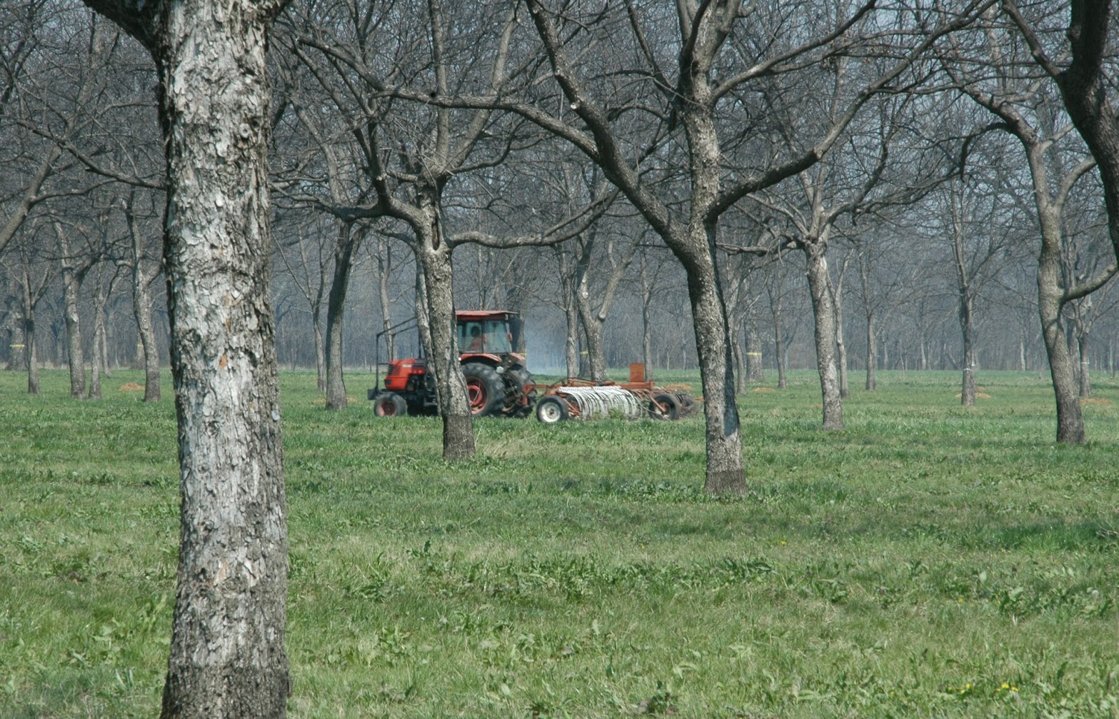 Northern Pecans: Spring cleaning