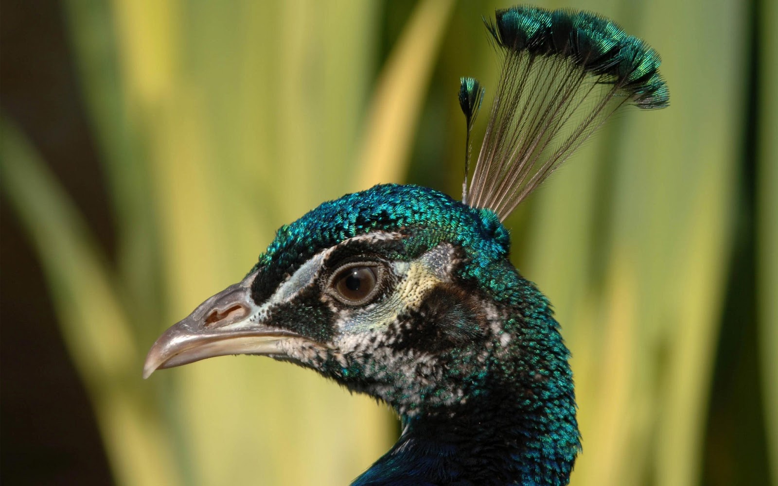 Pavo real wallpapers