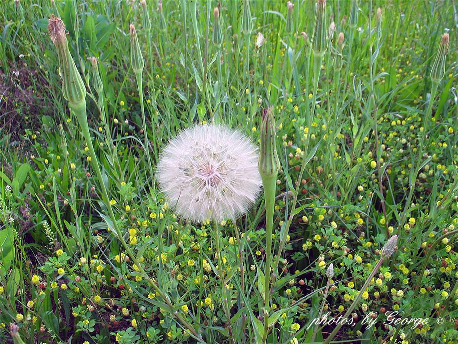 "What's Blooming Now" : Yellow Goatsbeard, Yellow Salsify (Tragopogon ...