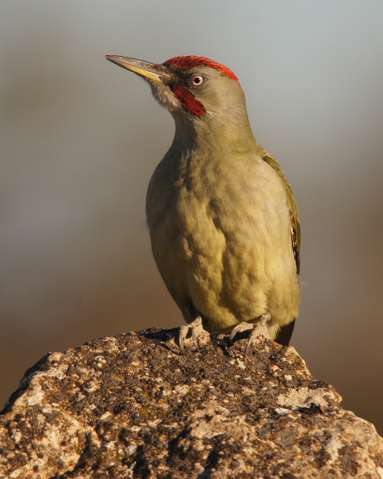 Pasión por las aves: Pito real.(Picus viridis)