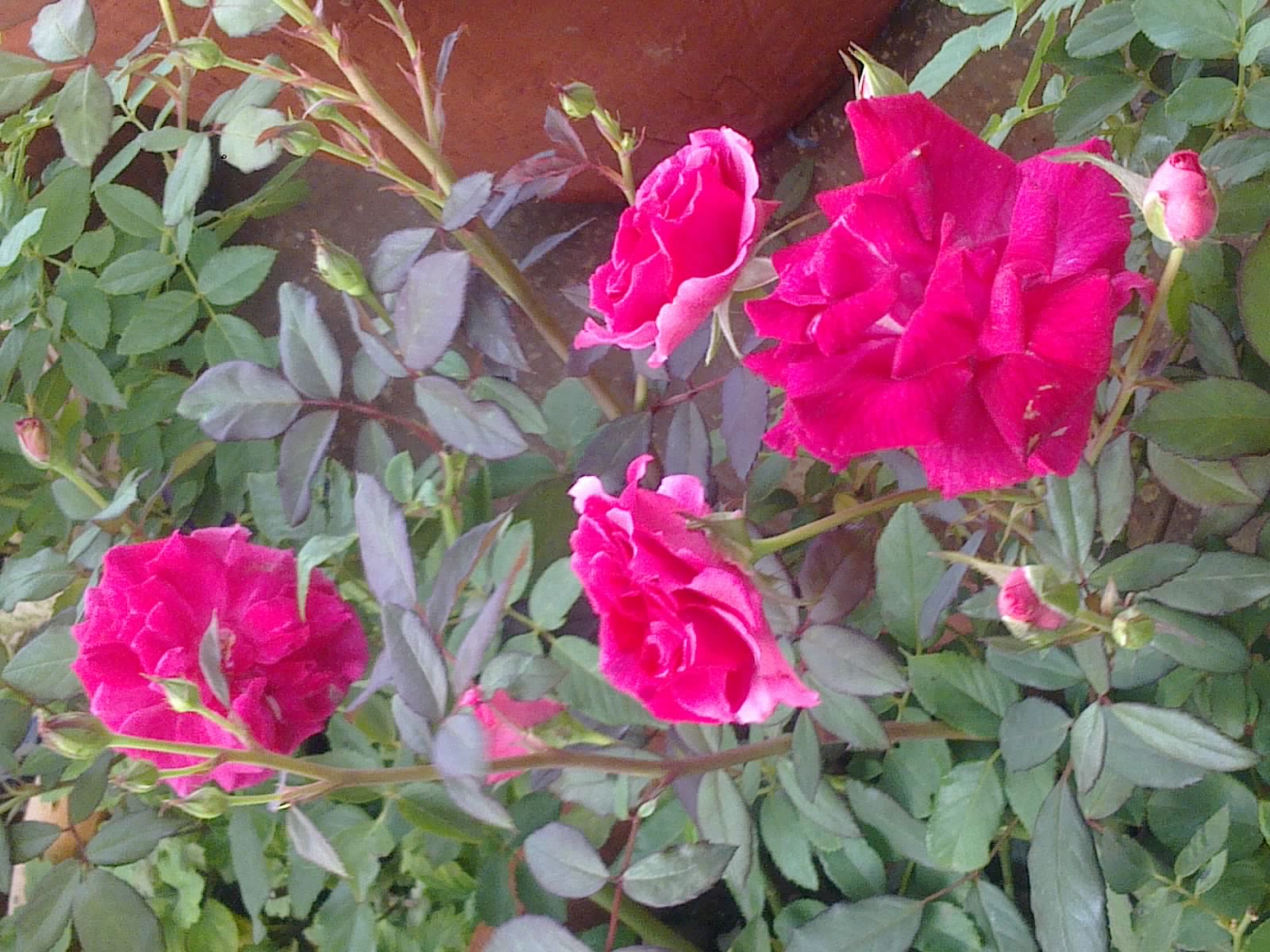 Plants Growing In My Potted Garden.: Growing and Caring for Indian ...