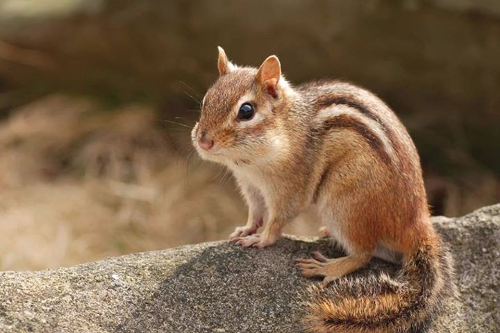 Tupai Tanah - Perumperindo.co.id