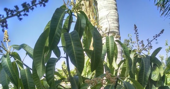 Desert Valley Orchard: Carrie Mango