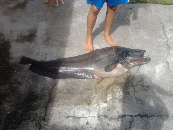 Fishing adventurers in Brunei waters: Indung Tapah