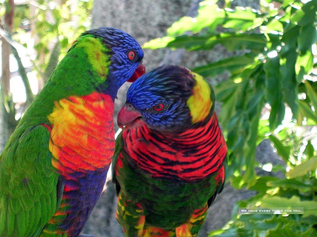 Beautiful Nice and Lovely Birds Images - Duul Wallpaper