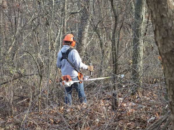 Tom's Blog: Good time for major buckthorn control work