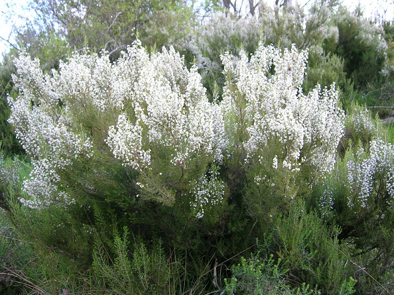 Naturaleza y Medio Ambiente: Brezo blanco (Erica arborea)
