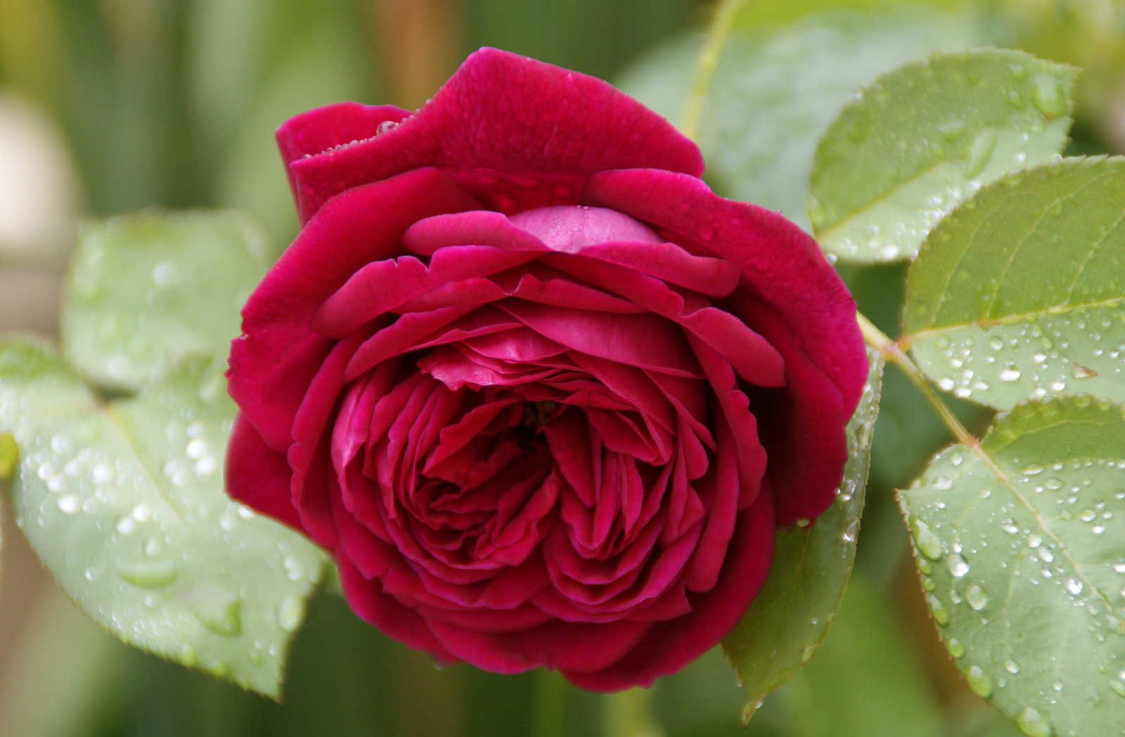 Most Beautiful Images Of Single Roses