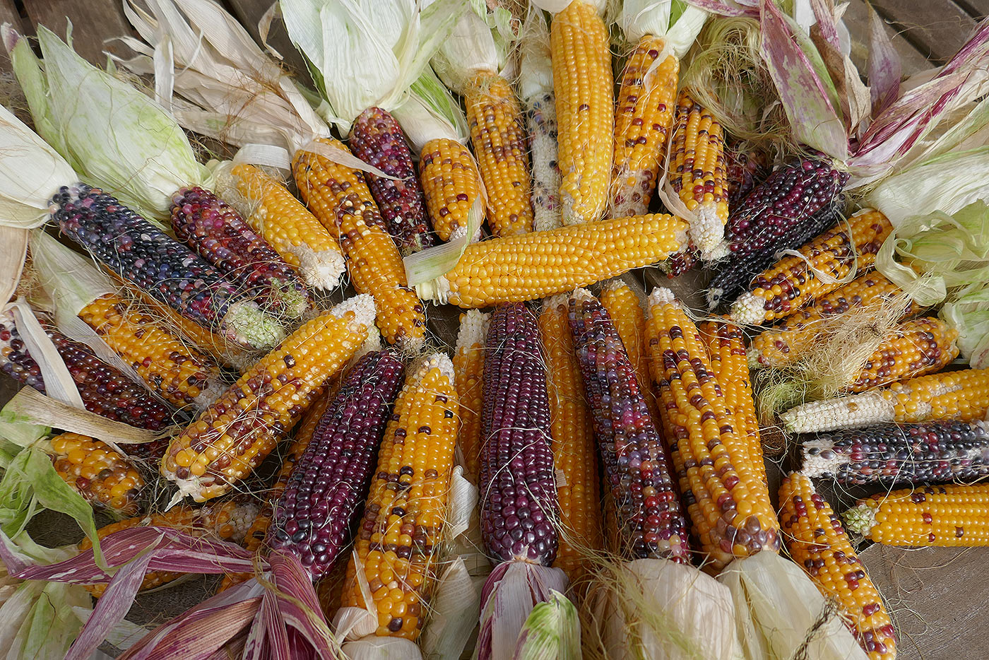 Gartenzone: Im Farbenrausch des Popcornmais