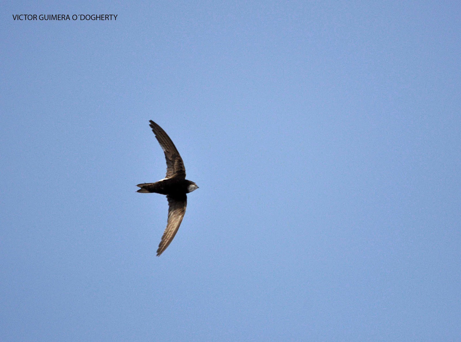 Mis imágenes de aves: DE NUEVO ENTRE VENCEJOS