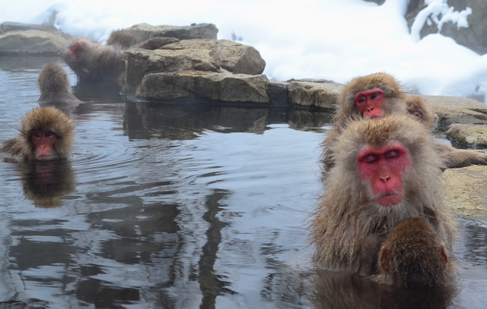 The Gotemba Minami ALT: Hakuba and the Onsen Monkeys