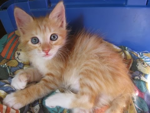 Adoptándonos: Preciosa gatita bebé de color naranja en adopción