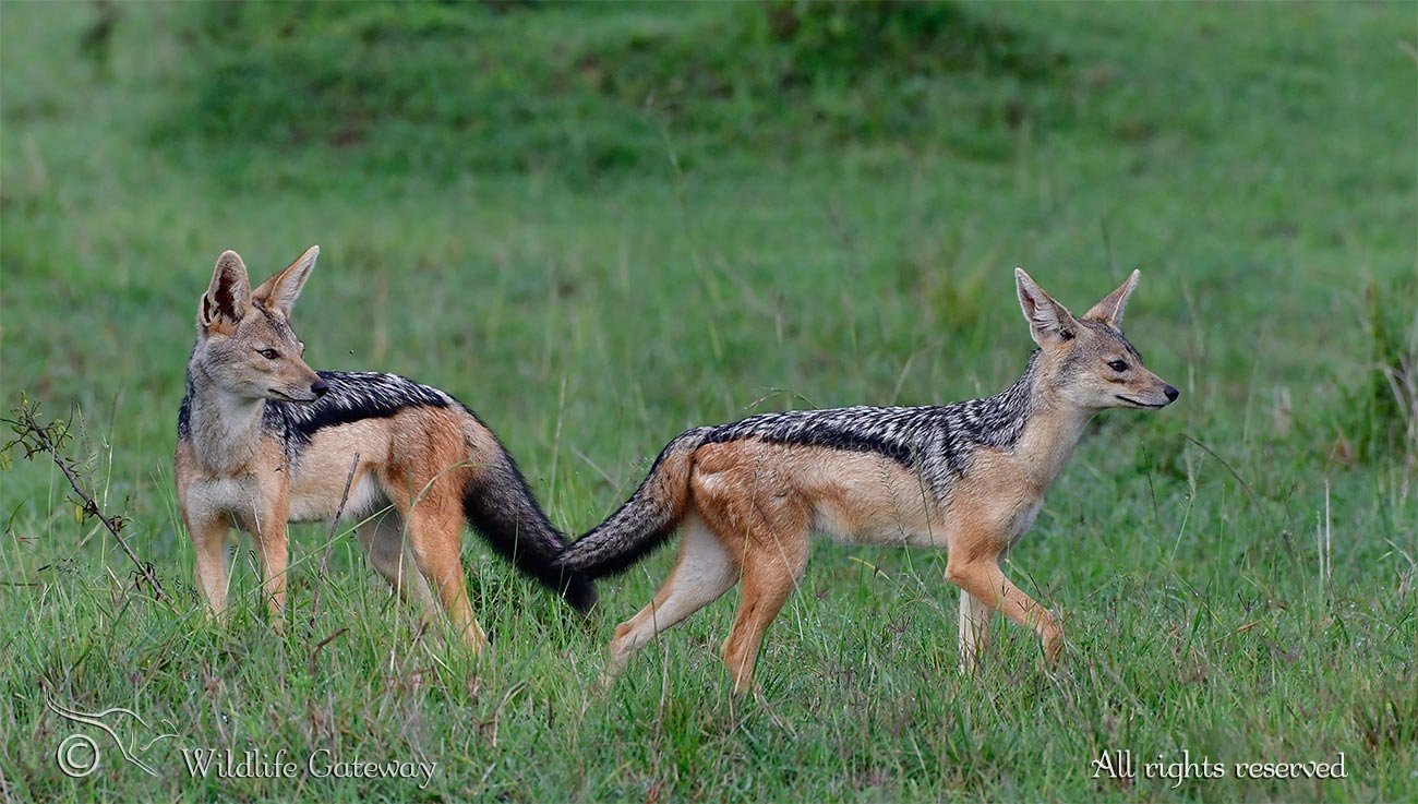 WILDLIFE GATEWAY: Chacal à chabraque, Otocyon et Protèle