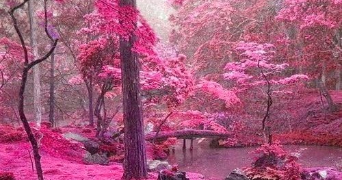 Dreamy nature ~ Stunning nature