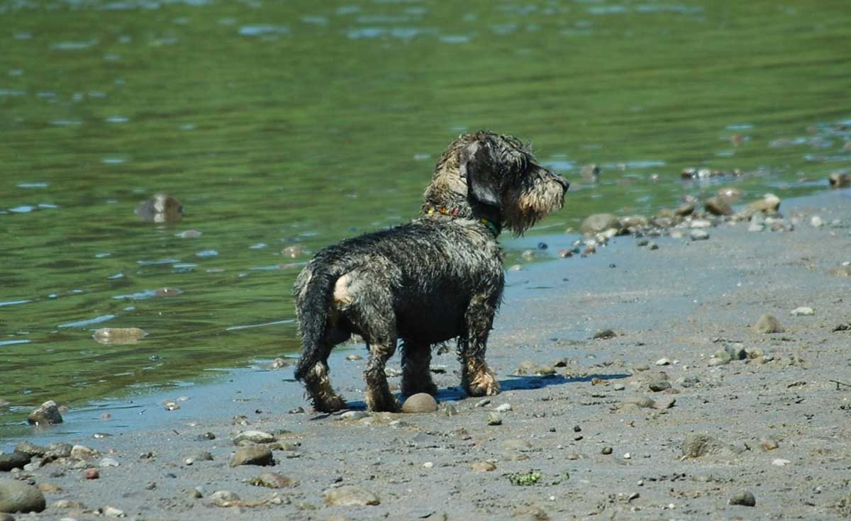 BORN-TO-TRACK BLOG: Max in the Cowlitz River: German wirehaired ...