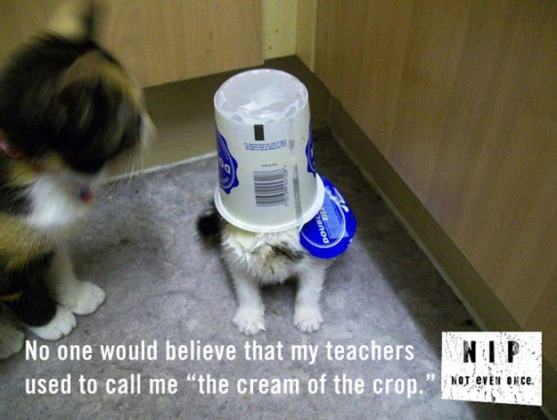 Funny catnip PSAs (20 pics) | Amazing Creatures