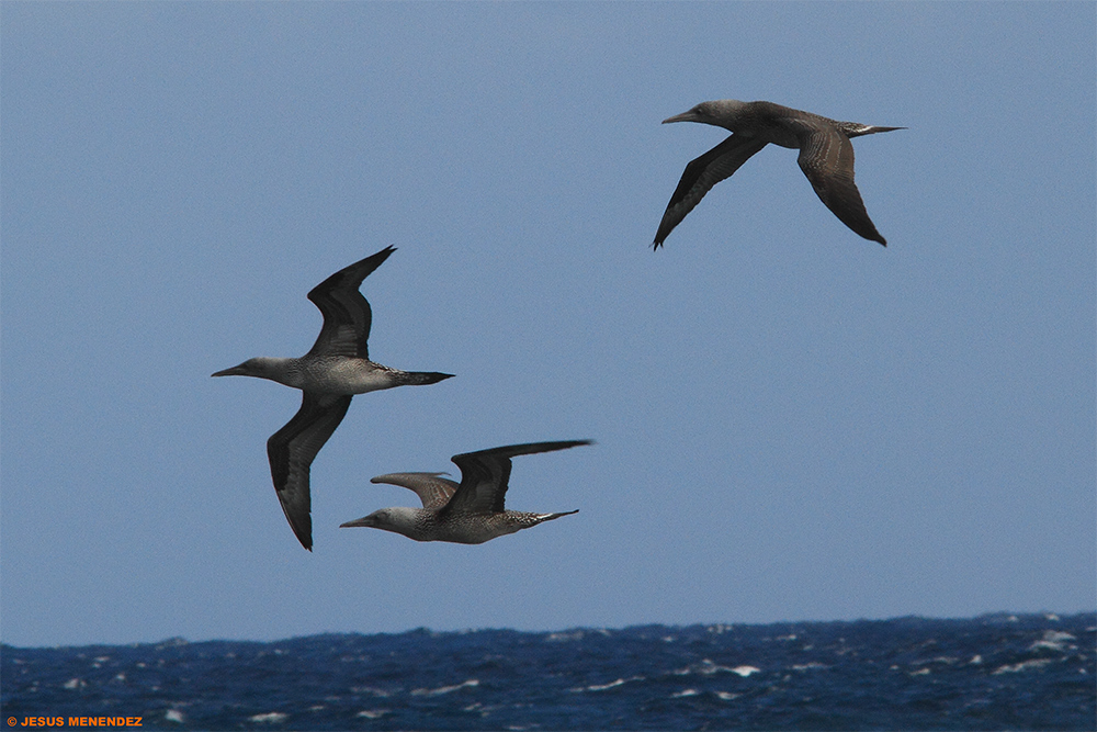 Itsas Enara Ornitologia Elkartea: El temporal de mar acerca las aves ...