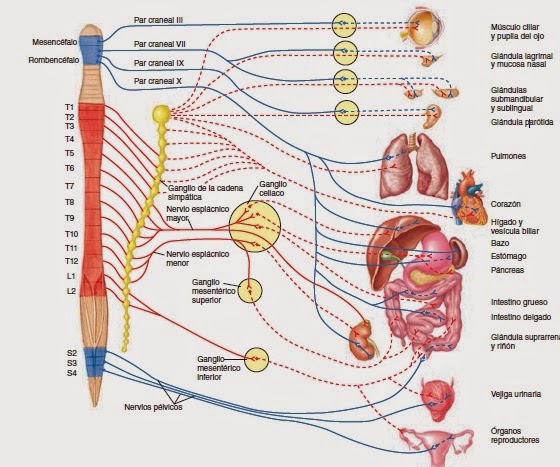 Blog de Evidencias de Fiosiologia Medica de Enoc Simons: TABLA ...