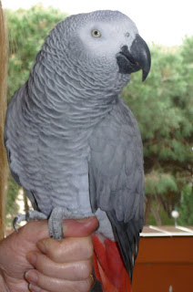 APAEC (Asociación Protectora de Animales Exóticos de Cataluña): PERDIDO ...