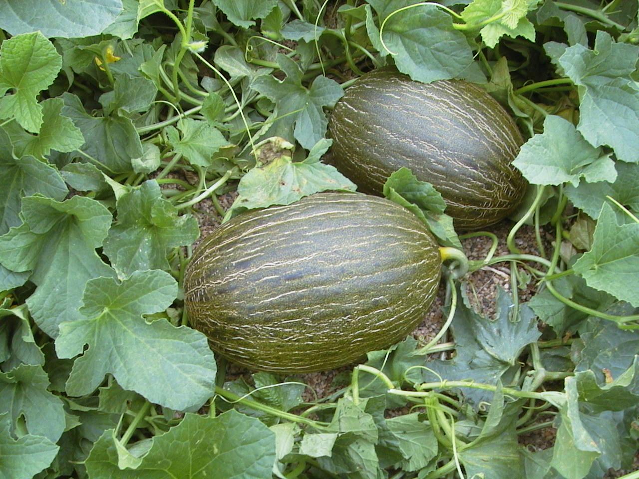 FITOSOFIA: CULTIVO DE MELÓN EN INVERNADERO-PRIMERA PARTE