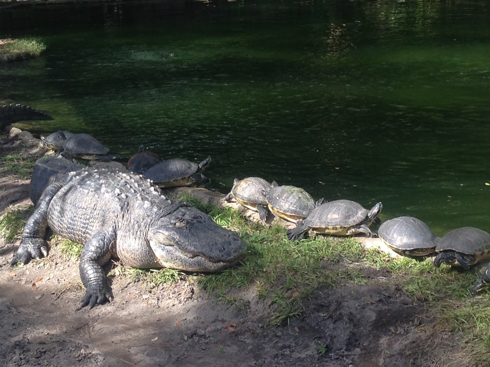 Amy's Creative Pursuits: Our Visit to Busch Gardens