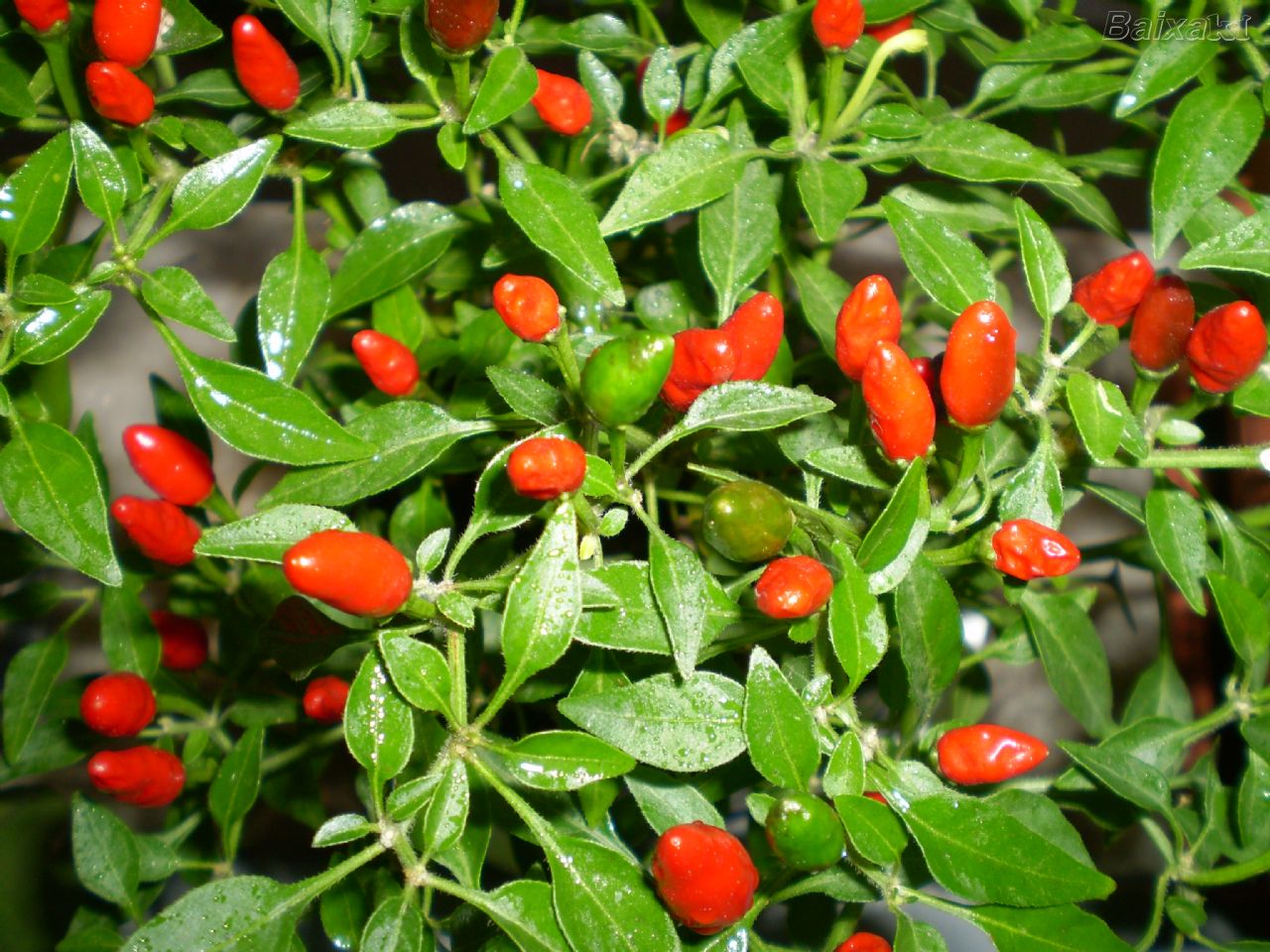 YUME by Patty Zingalli: PIMENTA-MALAGUETA