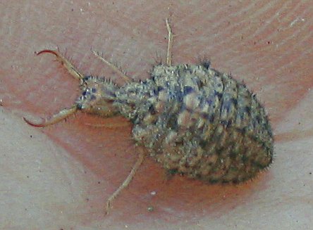 Antlion