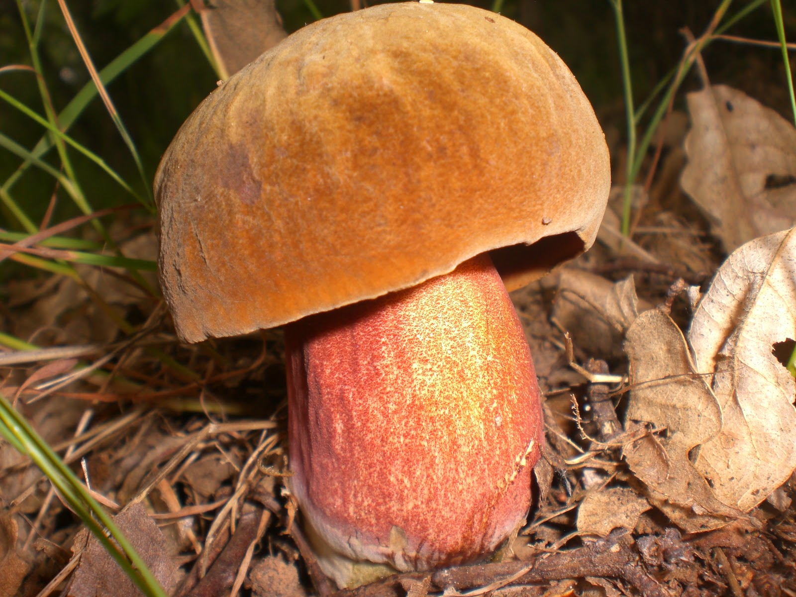 El Valle de Sabero: Boletus de verano