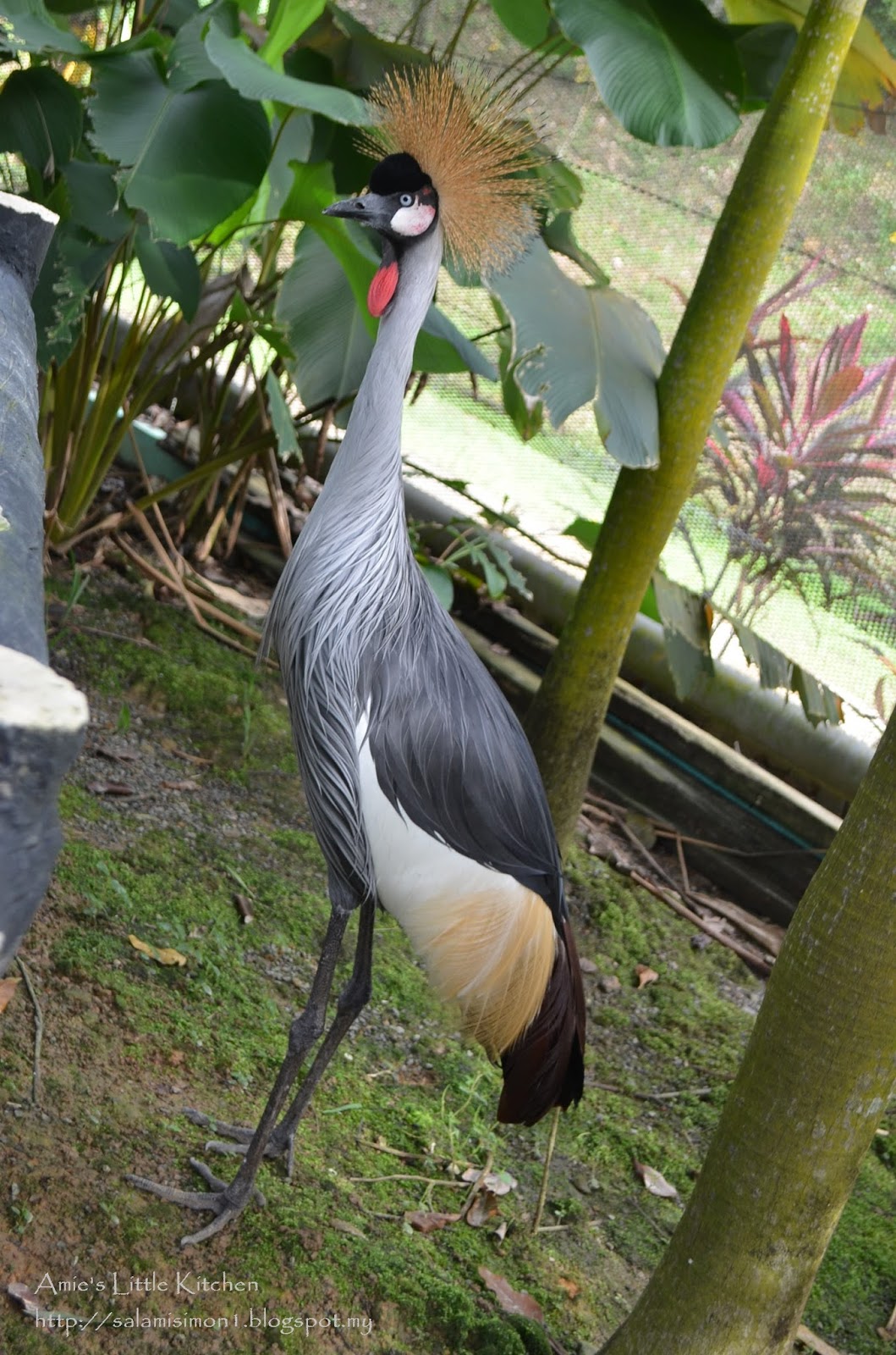 Taman Burung Labuan ( Labuan Bird Park) - Amie's Little Kitchen