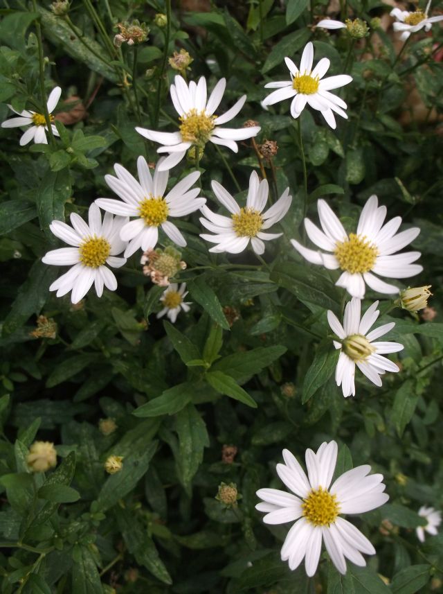Future Plants by Randy Stewart: Kalimeris - Japanese Aster
