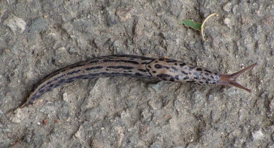 Snails and Slugs from Romania: Limax (Limax) maximus