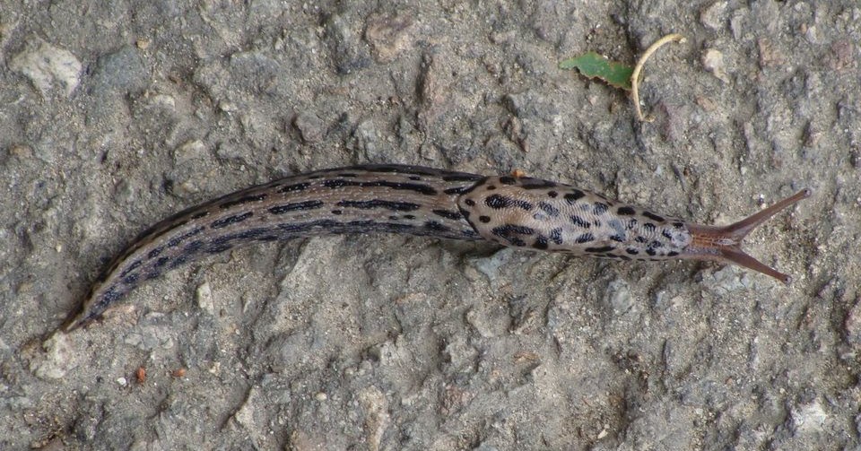 Snails and Slugs from Romania: Limax (Limax) maximus