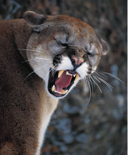 Sweethearts Of The West: Panthers in Texas?