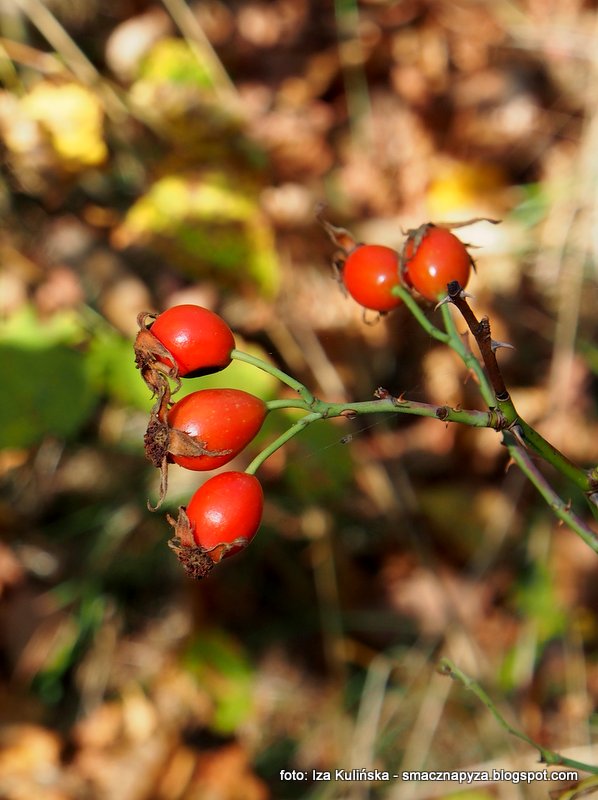 Nalewka z owoców dzikiej róży. Różanka | Smaczna Pyza