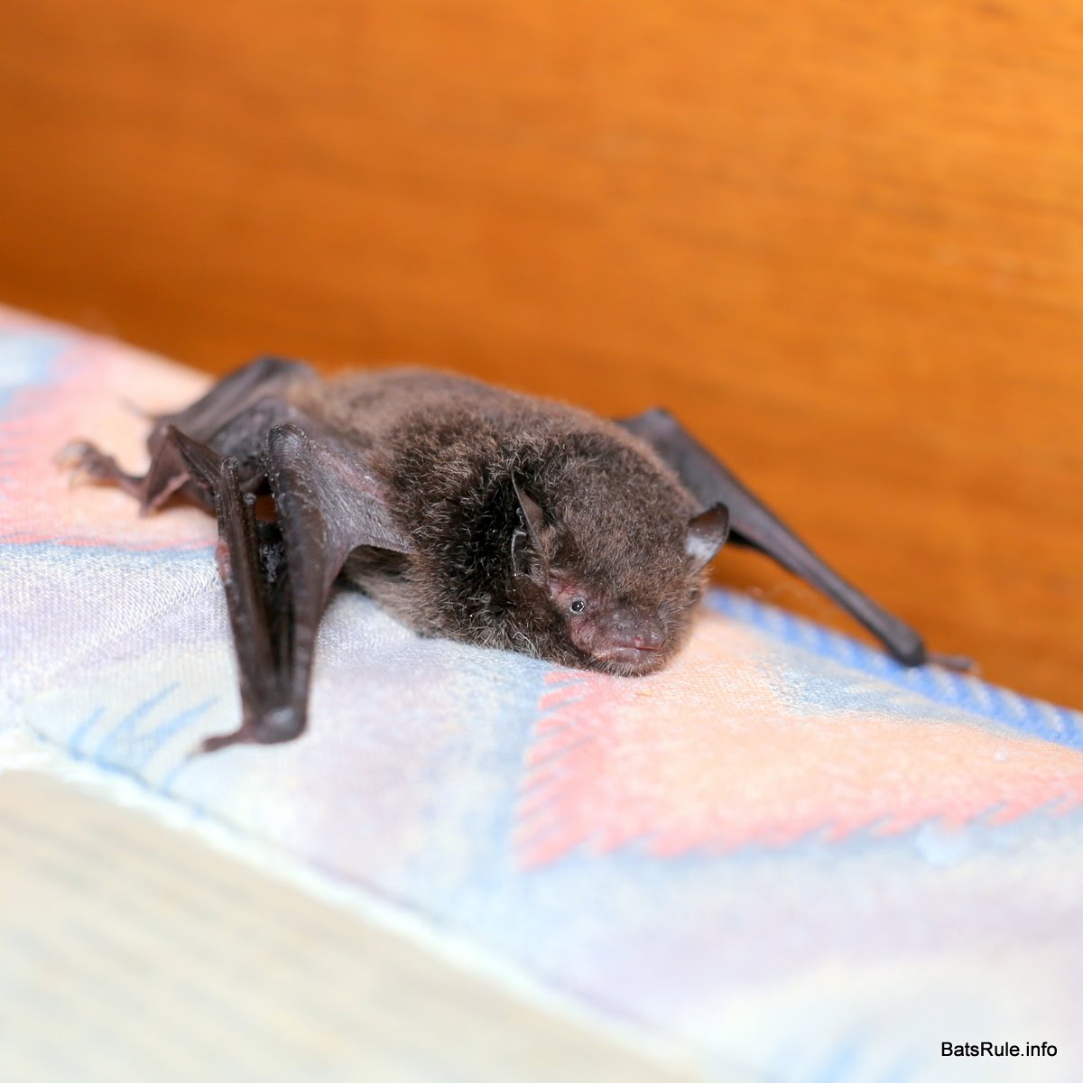 Rehab | Microbat in care | Myotis Macropus, Southern Myotis, Large ...