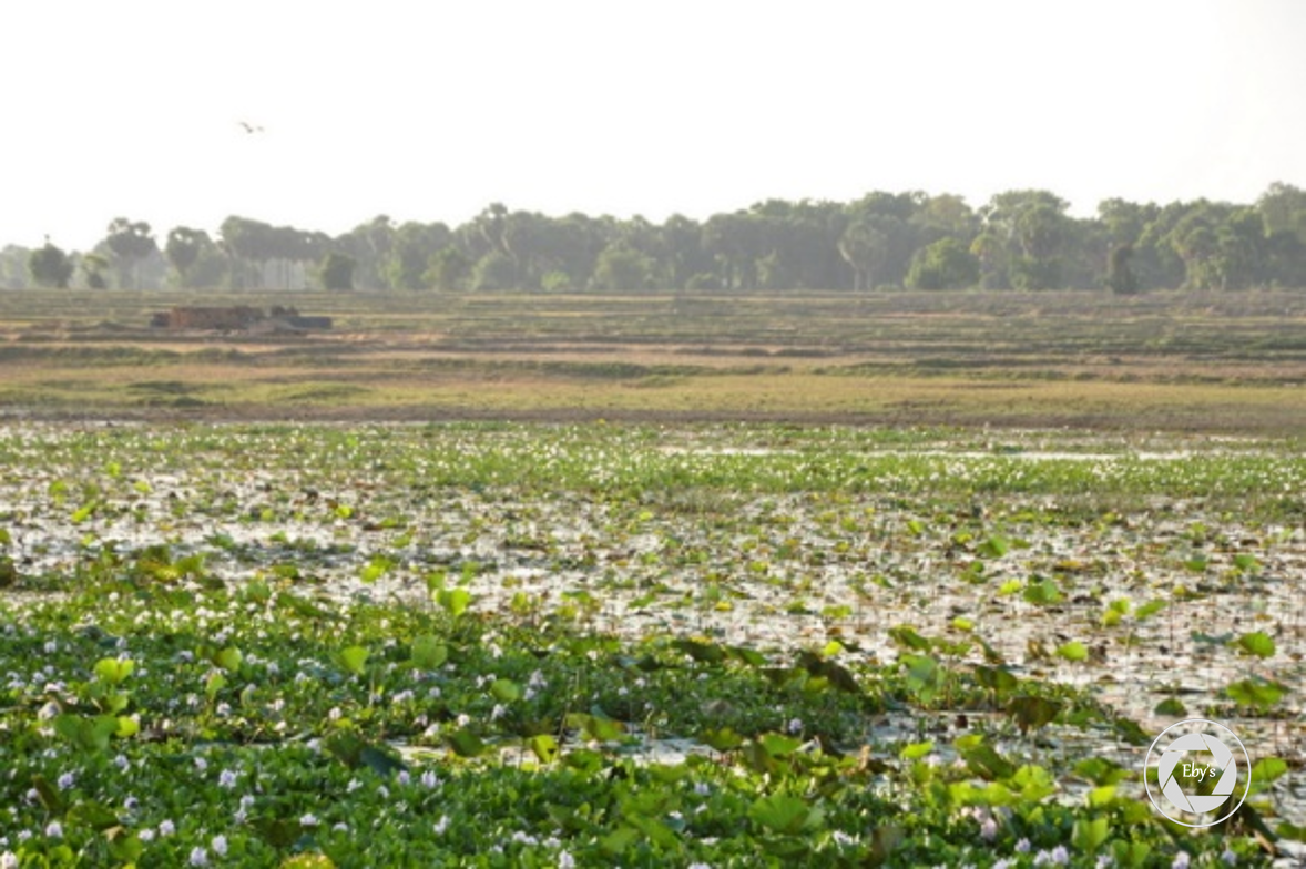 On the Way to Mandur, Sri Lanka