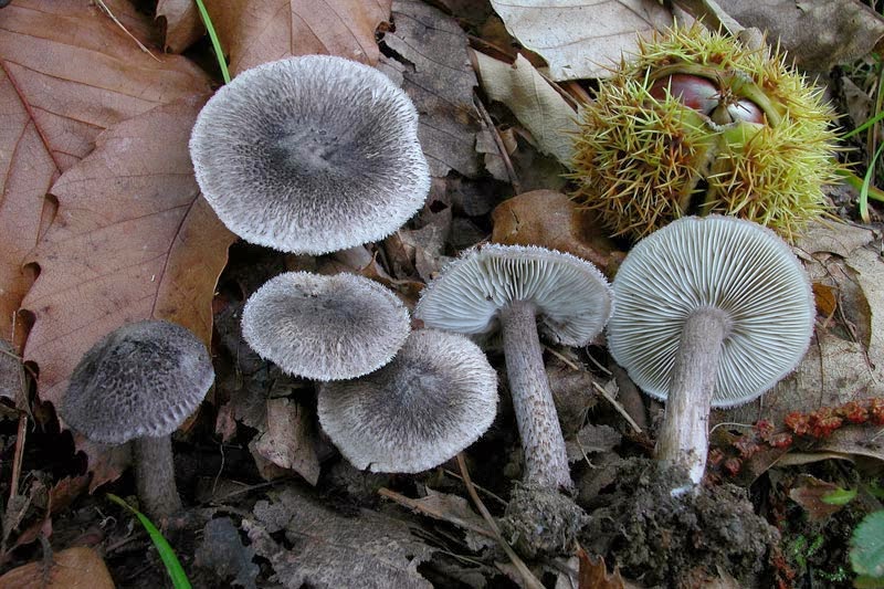 Bolets comestibles: fredolics