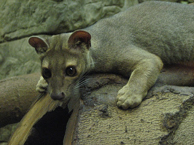 Animals and Stuff: The Fossa! The Fossa Are Attacking!